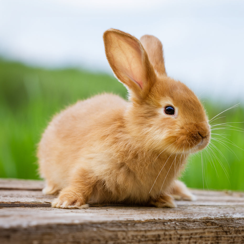 Rabbit Custom Shaped Pillow | Made In USA | All About Vibe